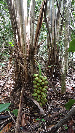 Attalea funifera - Palmpedia - Palm Grower's Guide