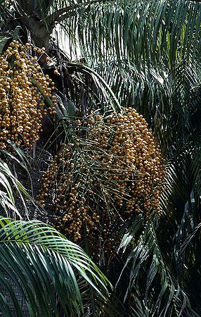 Ravenea musicalis - Palmpedia - Palm Grower's Guide