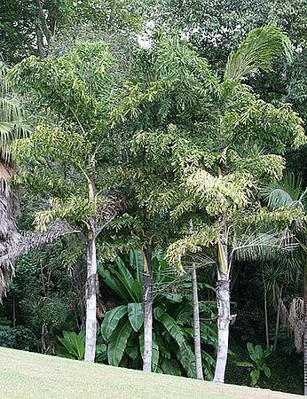 Caryota urens - Palmpedia - Palm Grower's Guide