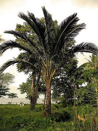 Metroxylon sagu - Palmpedia - Palm Grower's Guide