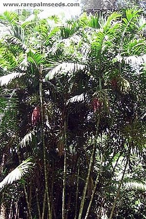 Ptychosperma lauterbachii - Palmpedia - Palm Grower's Guide