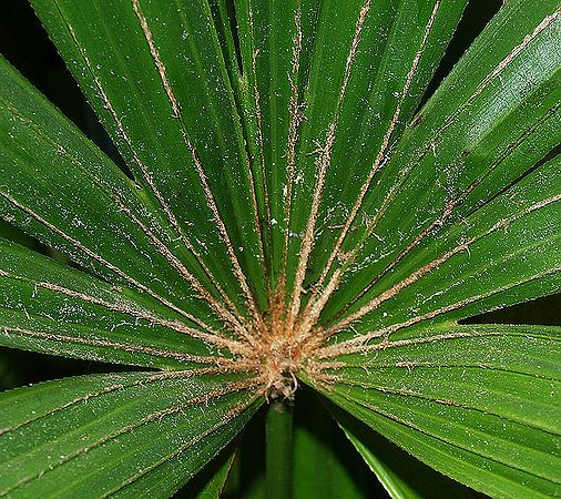 Rhapis excelsa - Palmpedia - Palm Grower's Guide