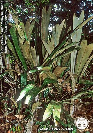 Salacca multiflora - Palmpedia - Palm Grower's Guide