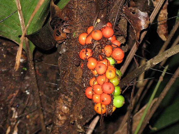 Bactris glandulosa var. baileyana - Palmpedia - Palm Grower's Guide