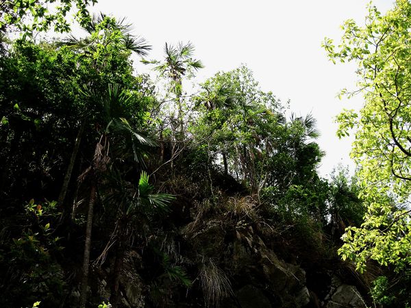 Trachycarpus martianus - Palmpedia - Palm Grower's Guide