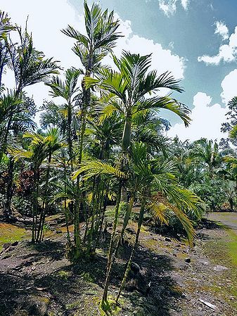 Pinanga philippinensis - Palmpedia - Palm Grower's Guide
