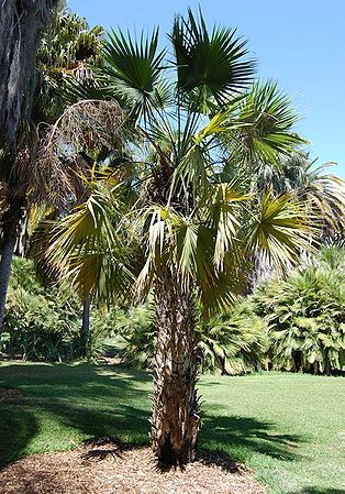 Brahea aculeata - Palmpedia - Palm Grower's Guide