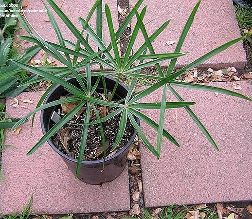 Coccothrinax crinita - Palmpedia - Palm Grower's Guide