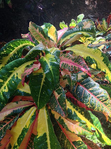 CORNELIUS - Palmpedia - Palm Grower's Guide