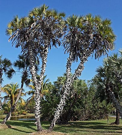 Hyphaene dichotoma - Palmpedia - Palm Grower's Guide