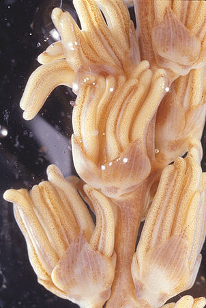 Juania australis - Palmpedia - Palm Grower's Guide