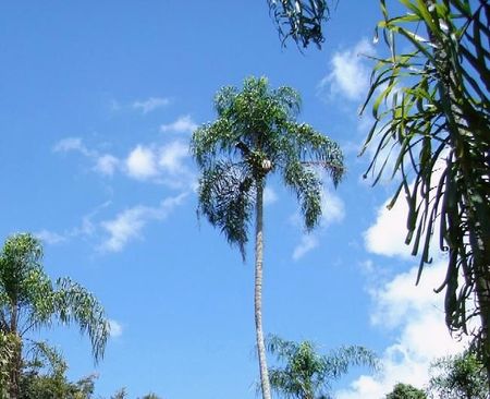 Syagrus macrocarpa - Palmpedia - Palm Grower's Guide