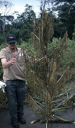 Laccosperma acutiflorum - Palmpedia - Palm Grower's Guide