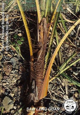 Licuala paludosa - Palmpedia - Palm Grower's Guide