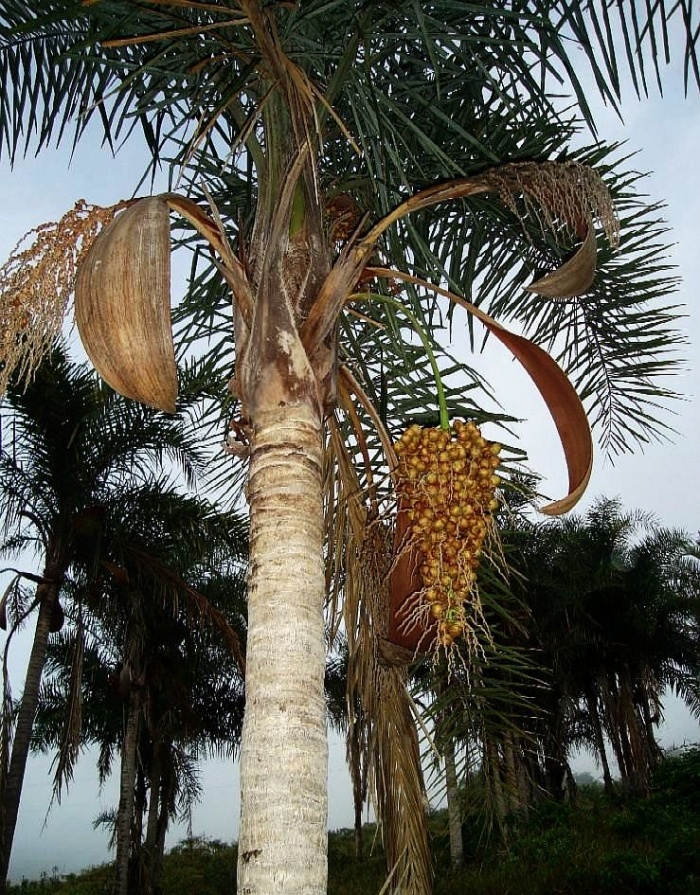Syagrus kellyana - Palmpedia - Palm Grower's Guide