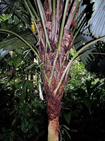 Sabinaria magnifica - Palmpedia - Palm Grower's Guide