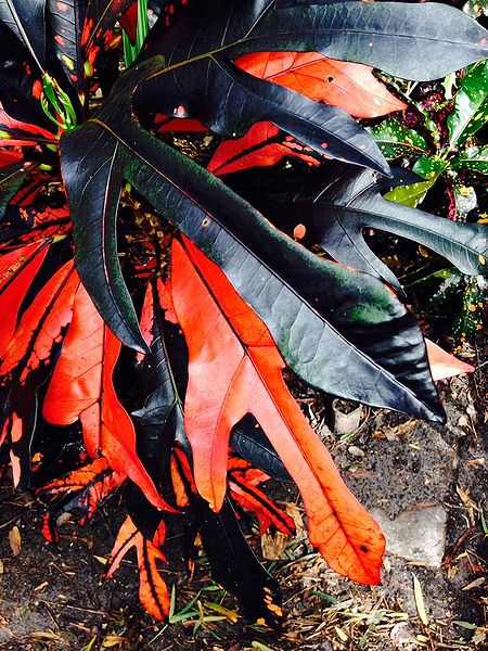 TALI - Palmpedia - Palm Grower's Guide