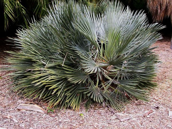 Trithrinax campestris - Palmpedia - Palm Grower's Guide