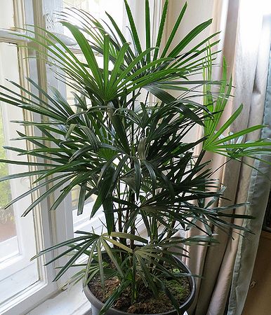 Rhapis multifida - Palmpedia - Palm Grower's Guide