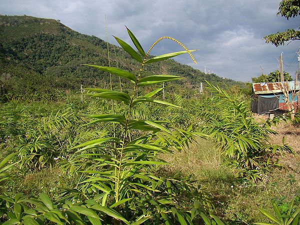 Calamus formosanus - Palmpedia - Palm Grower's Guide