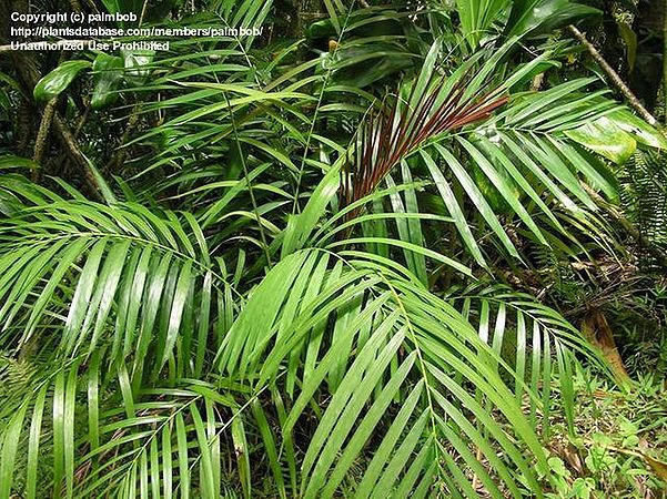 Ptychosperma lineare - Palmpedia - Palm Grower's Guide