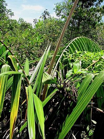 Barcella odora - Palmpedia - Palm Grower's Guide