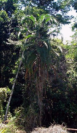 Syagrus botryophora - Palmpedia - Palm Grower's Guide