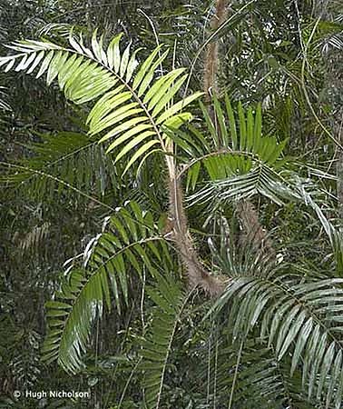 Calamus australis - Palmpedia - Palm Grower's Guide