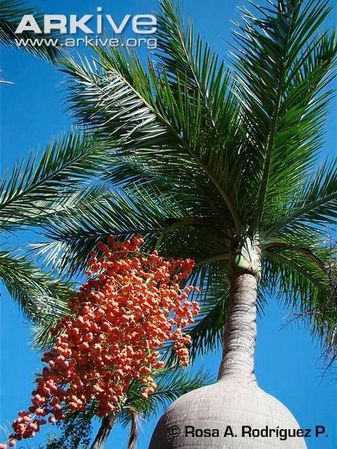 Pseudophoenix ekmanii - Palmpedia - Palm Grower's Guide