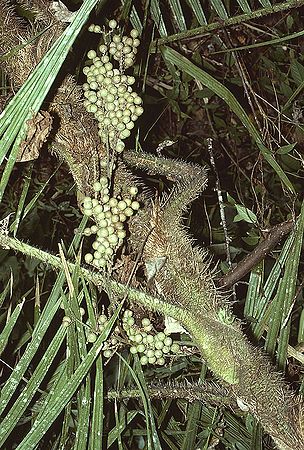 Daemonorops robusta - Palmpedia - Palm Grower's Guide