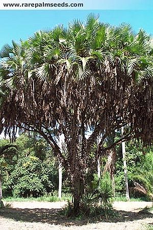 Hyphaene compressa - Palmpedia - Palm Grower's Guide