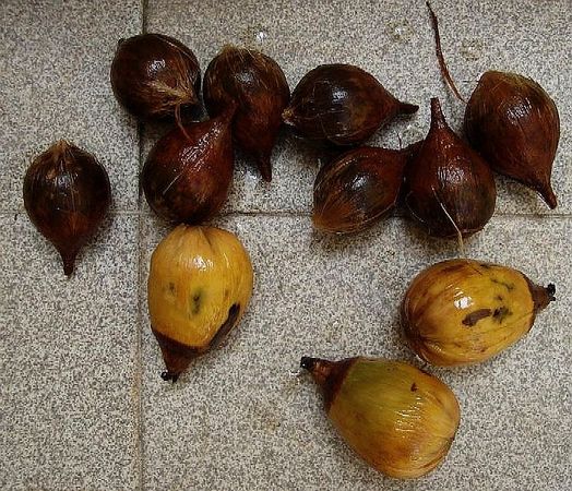 Syagrus pseudococos - Palmpedia - Palm Grower's Guide