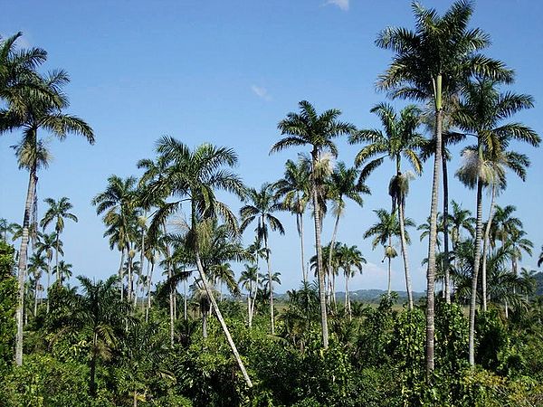 Roystonea princeps - Palmpedia - Palm Grower's Guide