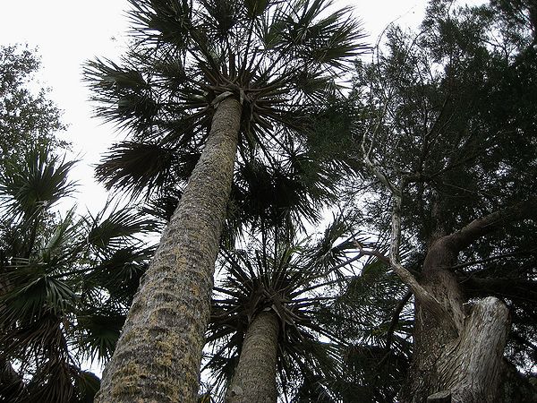 Sabal palmetto - Palmpedia - Palm Grower's Guide