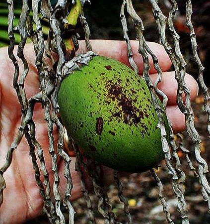 Syagrus smithii - Palmpedia - Palm Grower's Guide