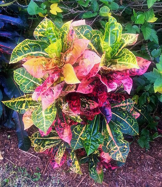 TORTOISE SHELL - Palmpedia - Palm Grower's Guide