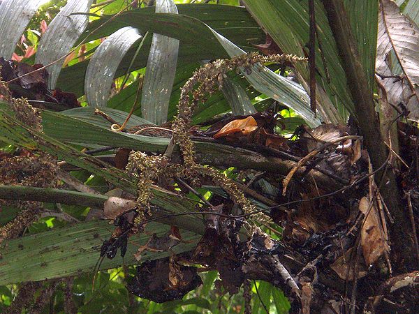 Balaka streptostachys - Palmpedia - Palm Grower's Guide