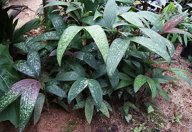 Pinanga disticha - Palmpedia - Palm Grower's Guide