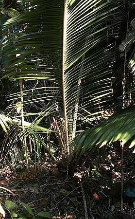 Attalea humilis - Palmpedia - Palm Grower's Guide