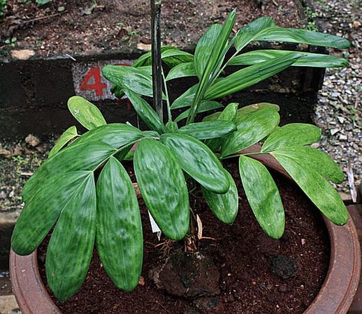 Calamus insignis - Palmpedia - Palm Grower's Guide