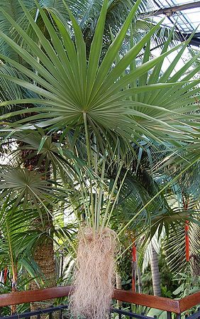 Coccothrinax crinita - Palmpedia - Palm Grower's Guide