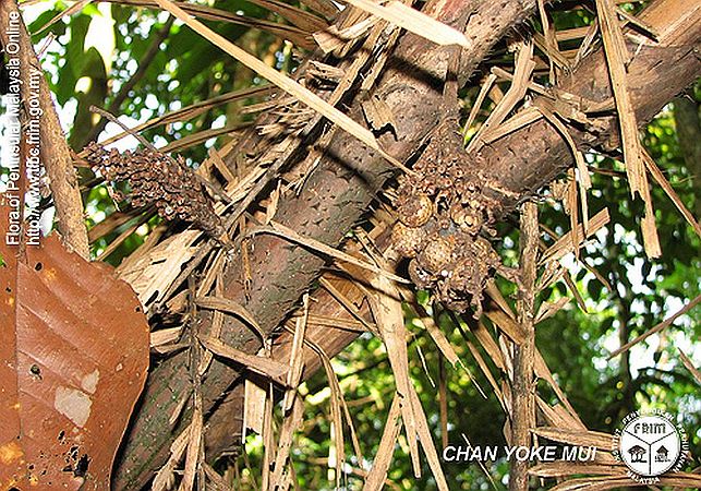 Daemonorops angustifolia - Palmpedia - Palm Grower's Guide