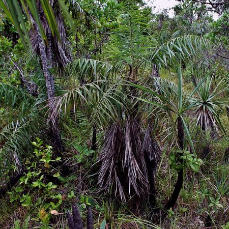 Syagrus comosa - Palmpedia - Palm Grower's Guide