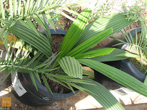 Corypha lecomtei - Palmpedia - Palm Grower's Guide