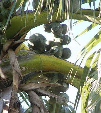 Borassus madagascariensis - Palmpedia - Palm Grower's Guide