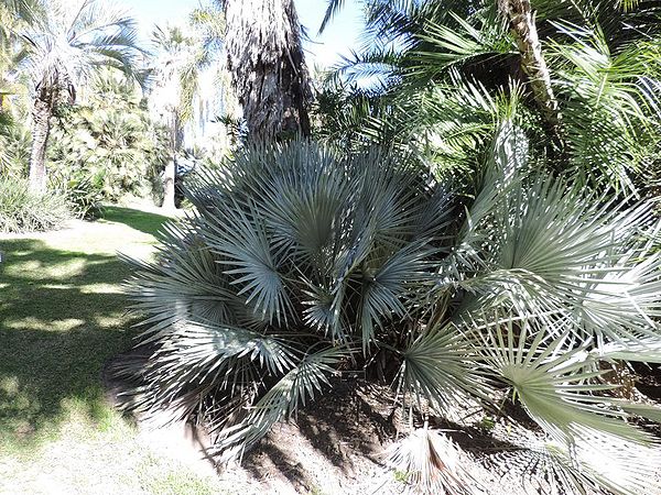Brahea decumbens - Palmpedia - Palm Grower's Guide
