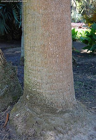 Brahea brandegeei - Palmpedia - Palm Grower's Guide
