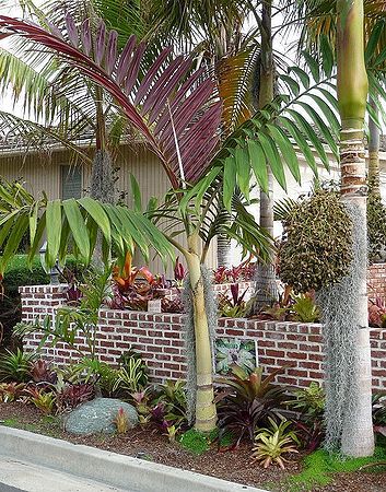Chambeyronia macrocarpa var. 'hookeri' - Palmpedia - Palm Grower's Guide