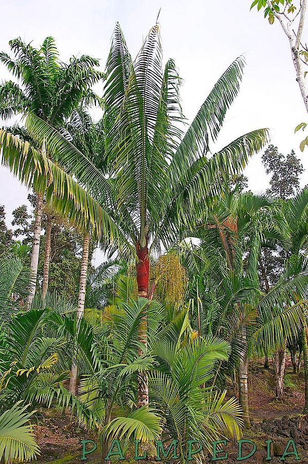 Palmpedia - Palm Grower's Guide