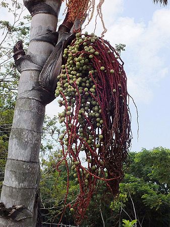 Oenocarpus bacaba - Palmpedia - Palm Grower's Guide